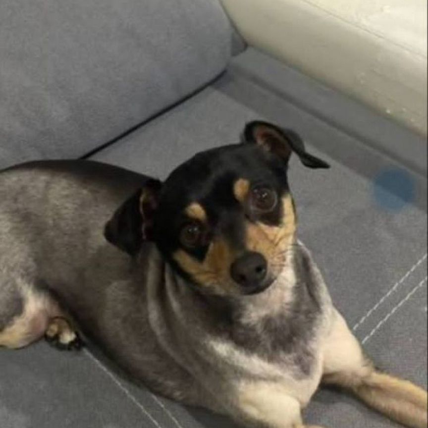 Тортерьер бесплатно