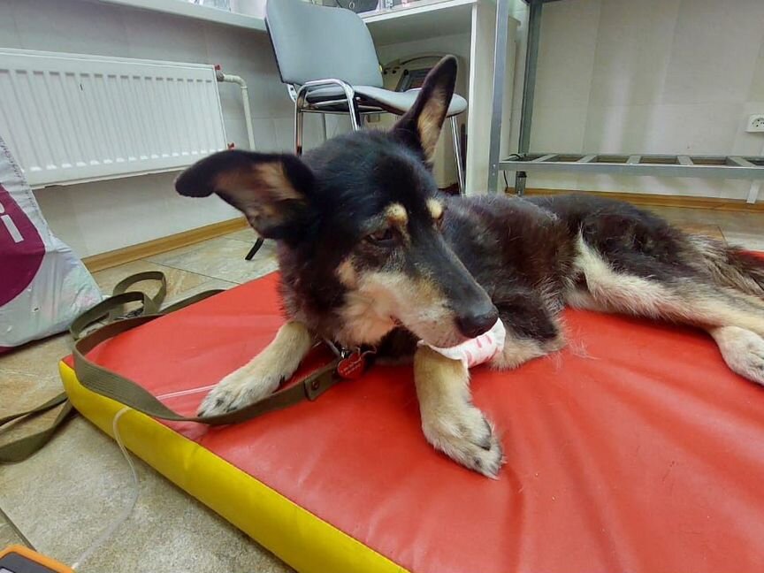 Милый Джоник нуждается в заботе