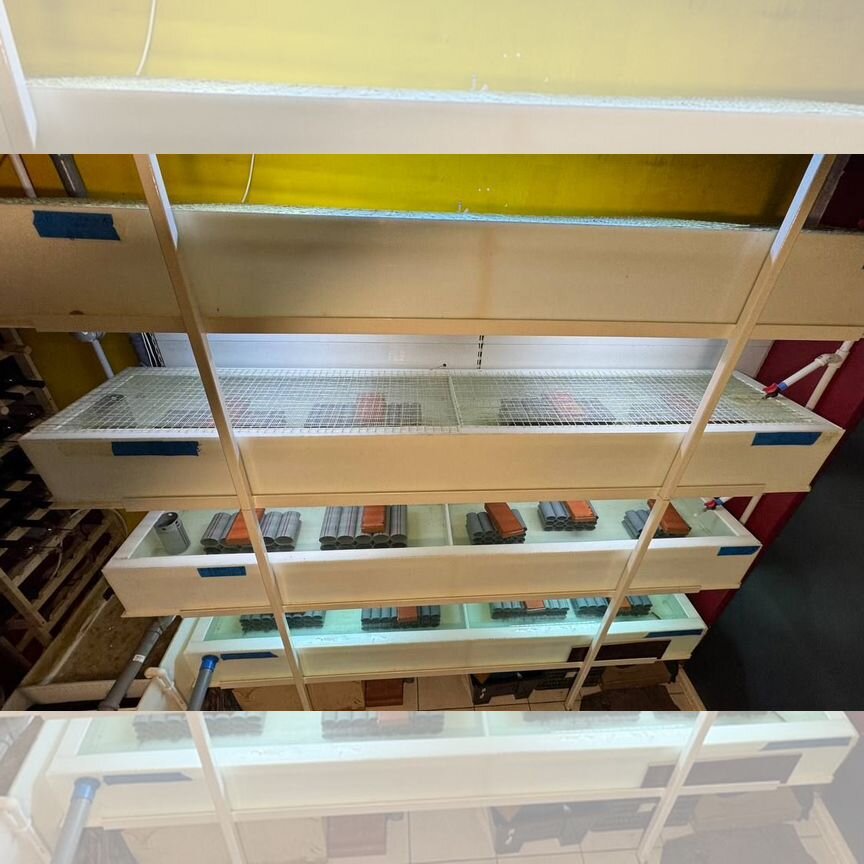 Продам мини-ферму для австралийского рака под ключ