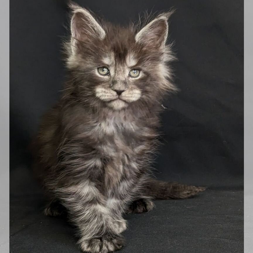 Мейн-кун котёнок