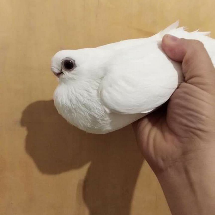 Голубт ручной