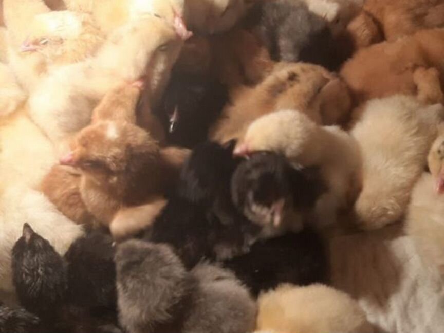 Цыплята суточные