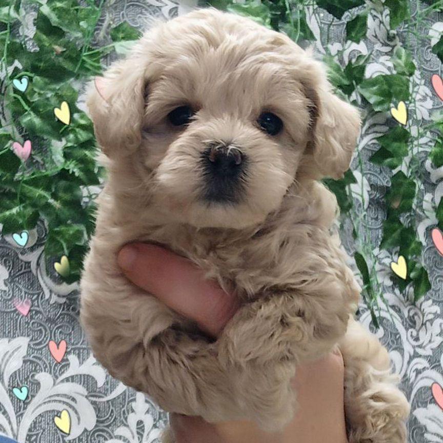 Мальтипу, щенок