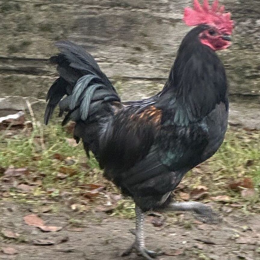 Молодые петухи лакеданзи