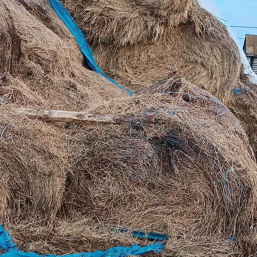 Сено в рулонах