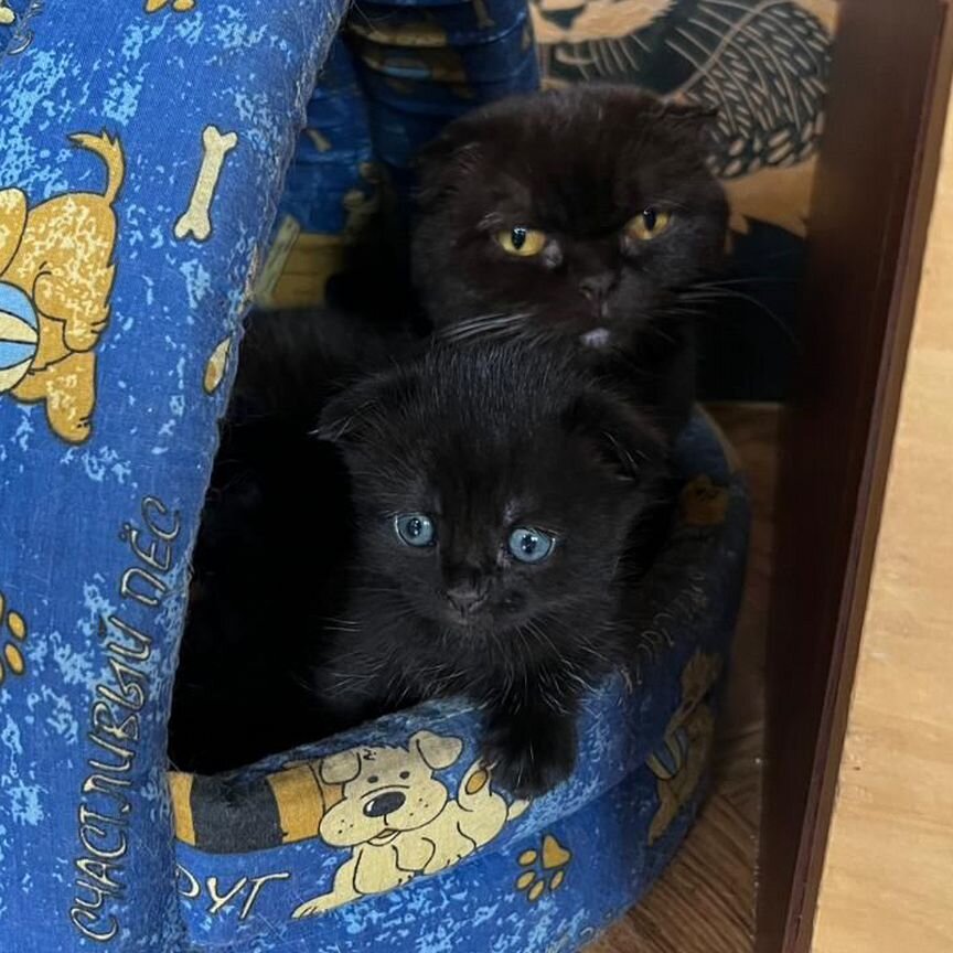 Шотландская вислоухая кошка москва