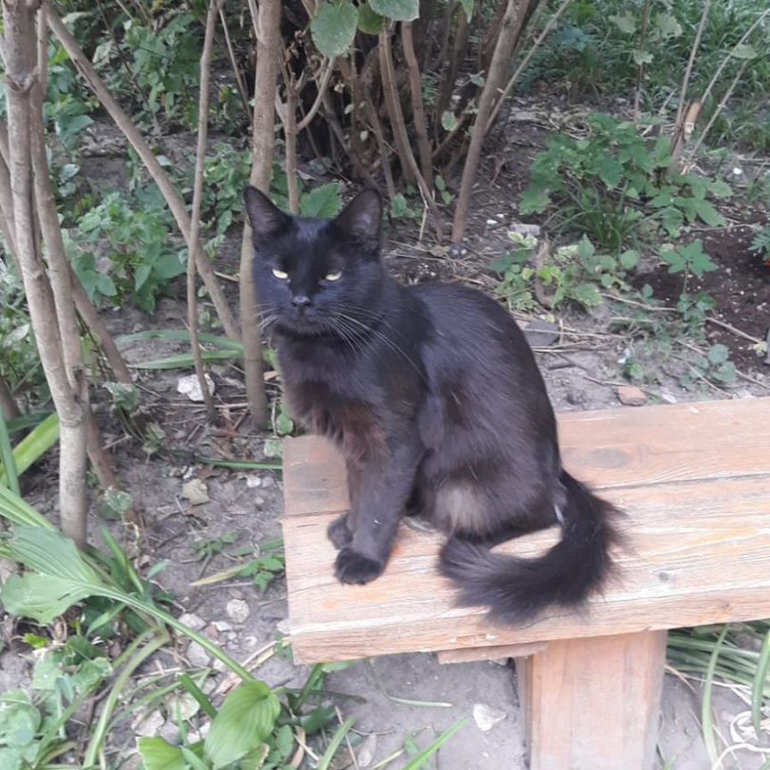 Черный котенок в добрые руки
