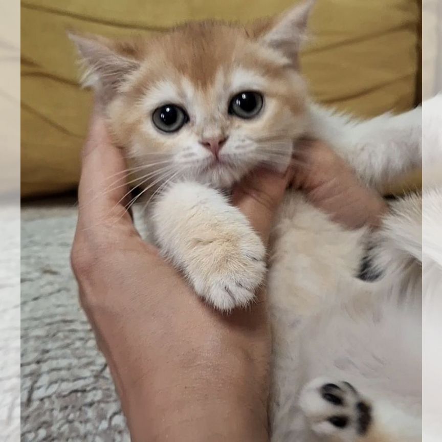Британский короткошёрстный котёнок