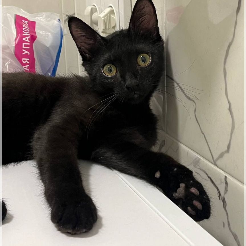 Котёнок в добрые руки