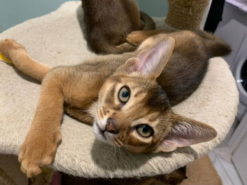 Абиссинские котята