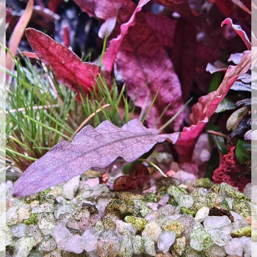 Cryptocoryne Flamingo и Cryptocoryne Walkeri
