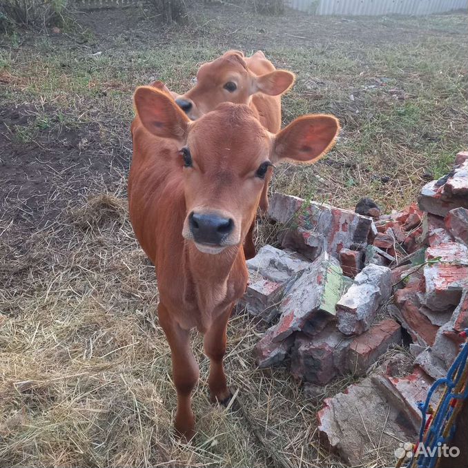 Телочки джерси