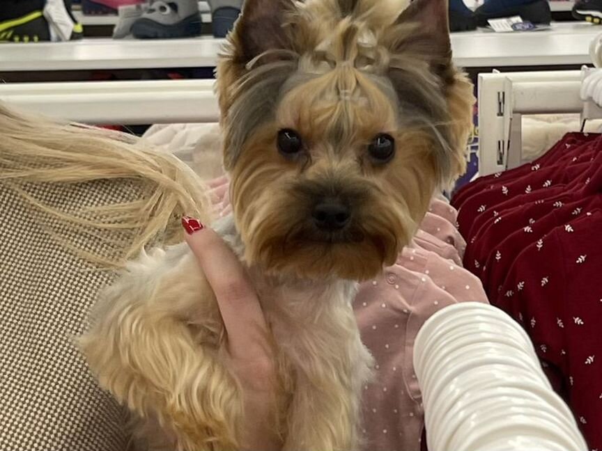 Йоркширский терьер мини вязка