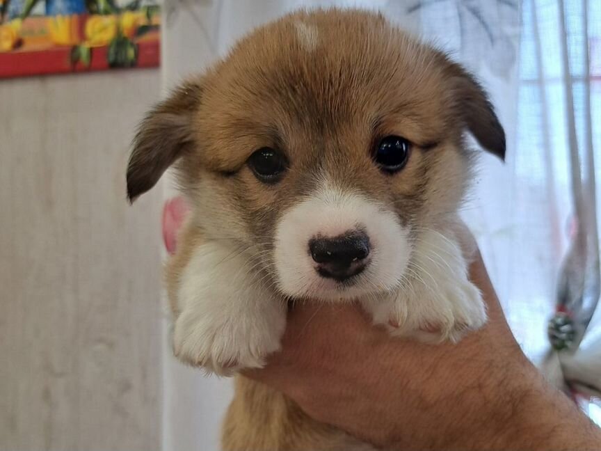 Щенки вельш-корги пемброк с родословной и документ