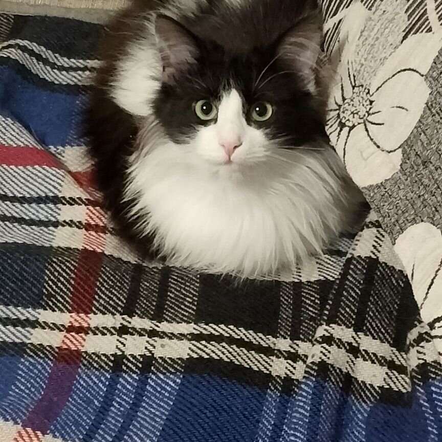 Кошечка