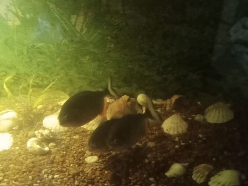 Продам рыб пираньи по1000