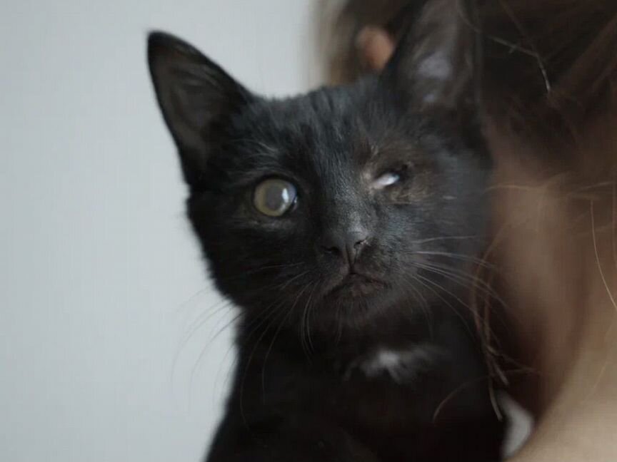 Спасите котёнка-инвалида