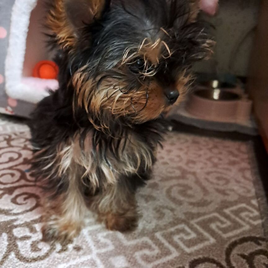 Йоркширский терьер