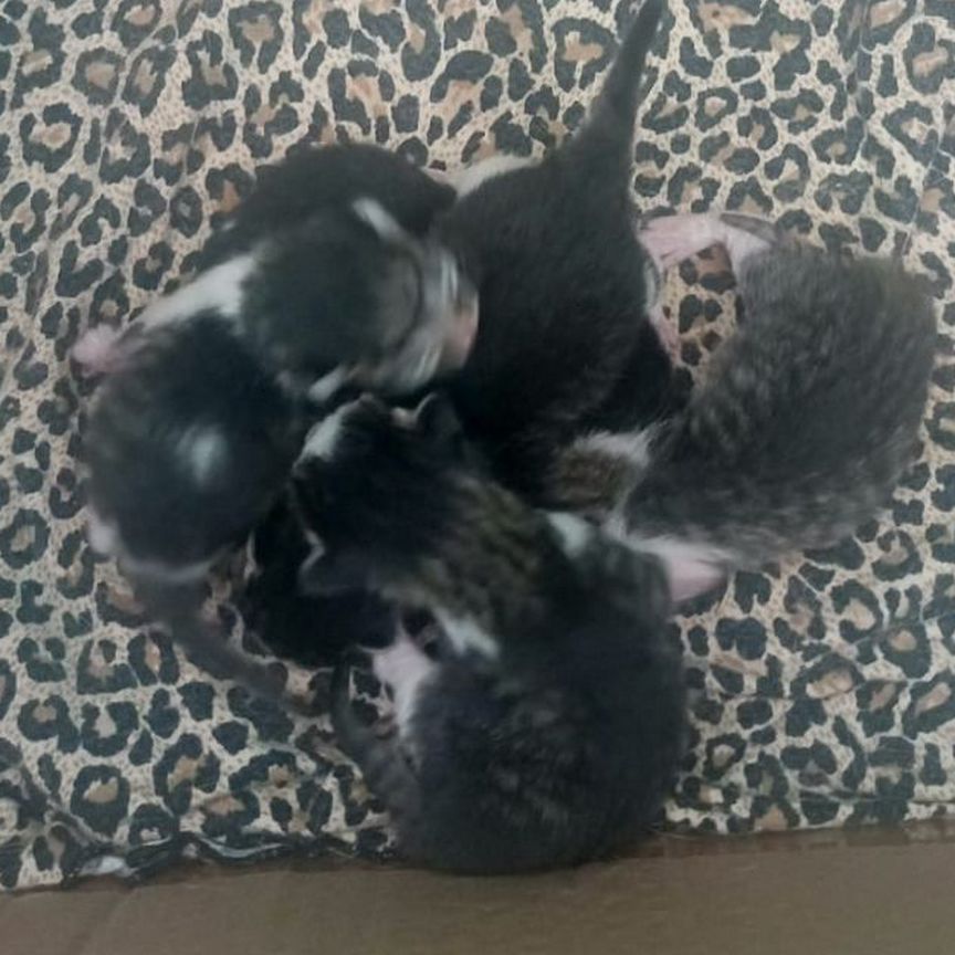 Выкинули семью и котят и кошку в подъезд