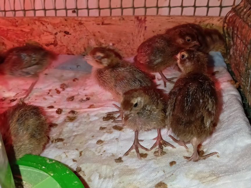 Перепела седадон