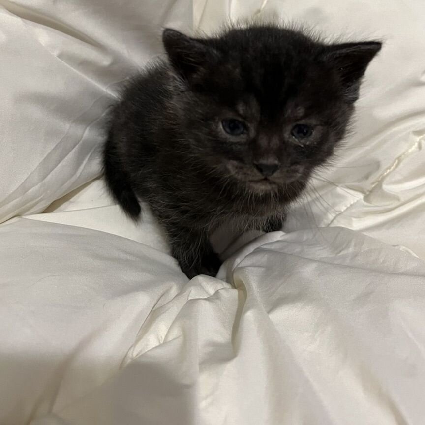 Котята