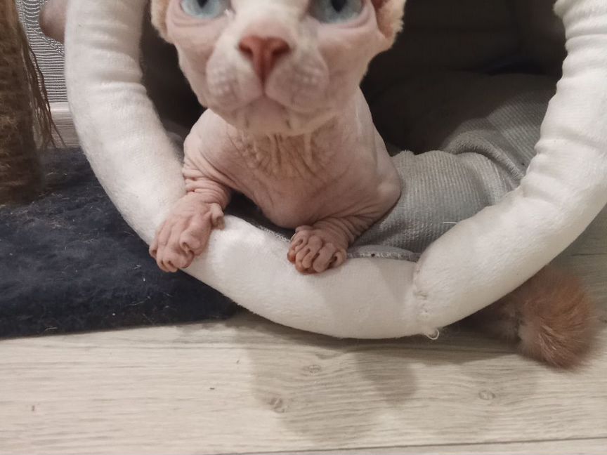 Канадский сфинкс эльф