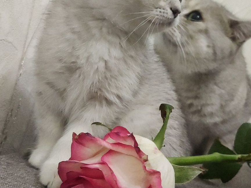 Британская шиншилла котёнок