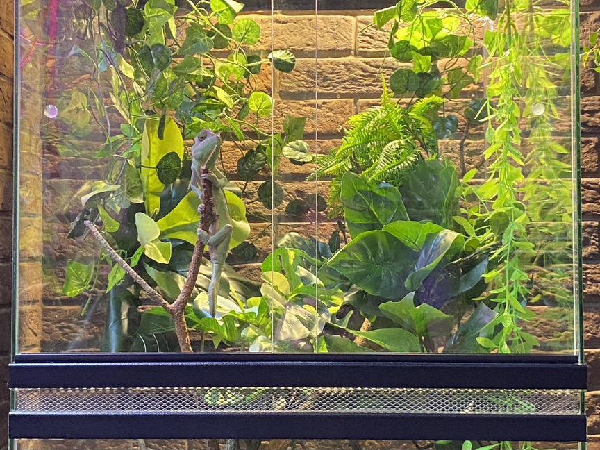 Террариум для хамелеона