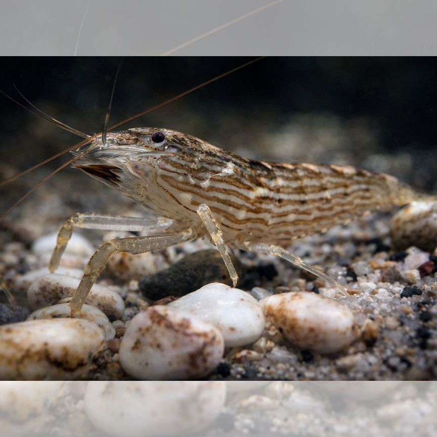 Креветка Амано