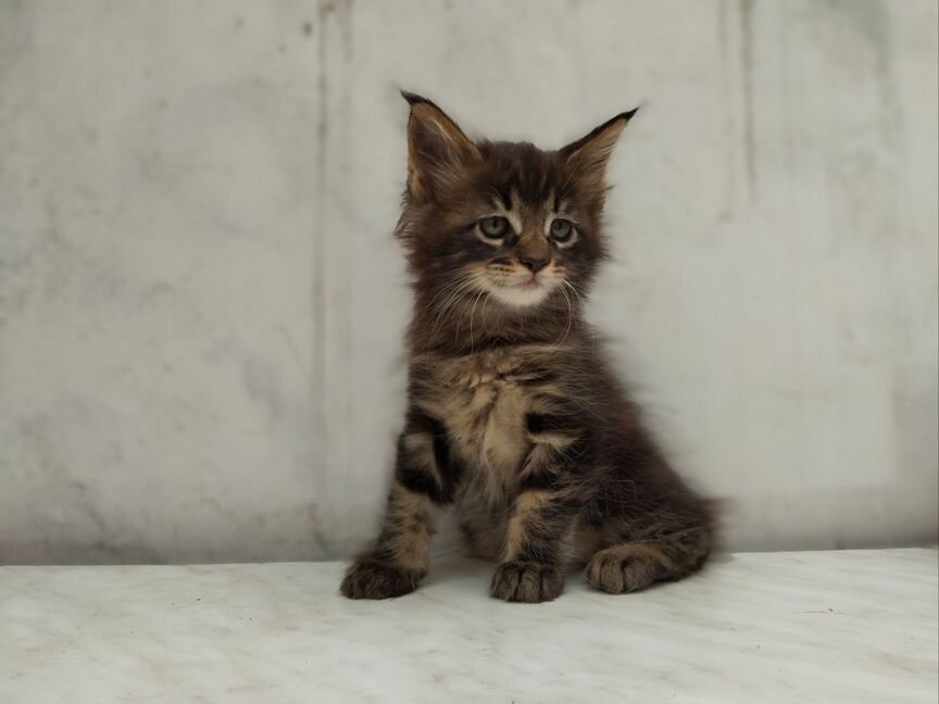 Котенок мейн-кун девочка мраморная