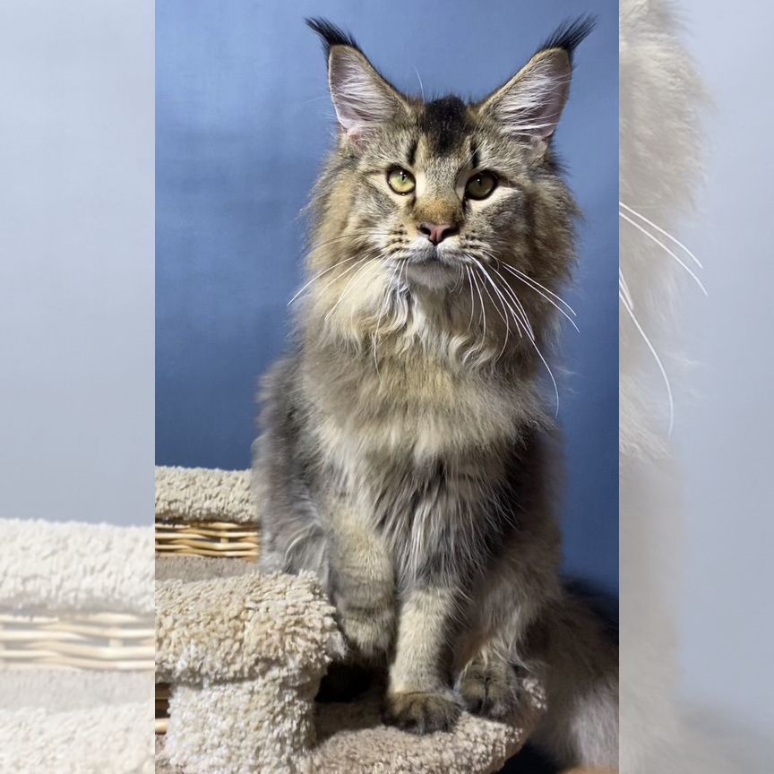 Мейн-кун котёнок