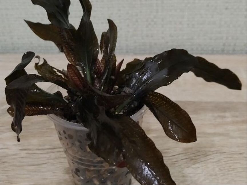 Эхинодорус красный Рубин