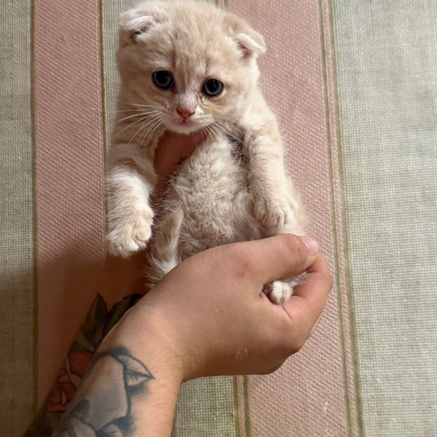 Шотландские вислоухие котята