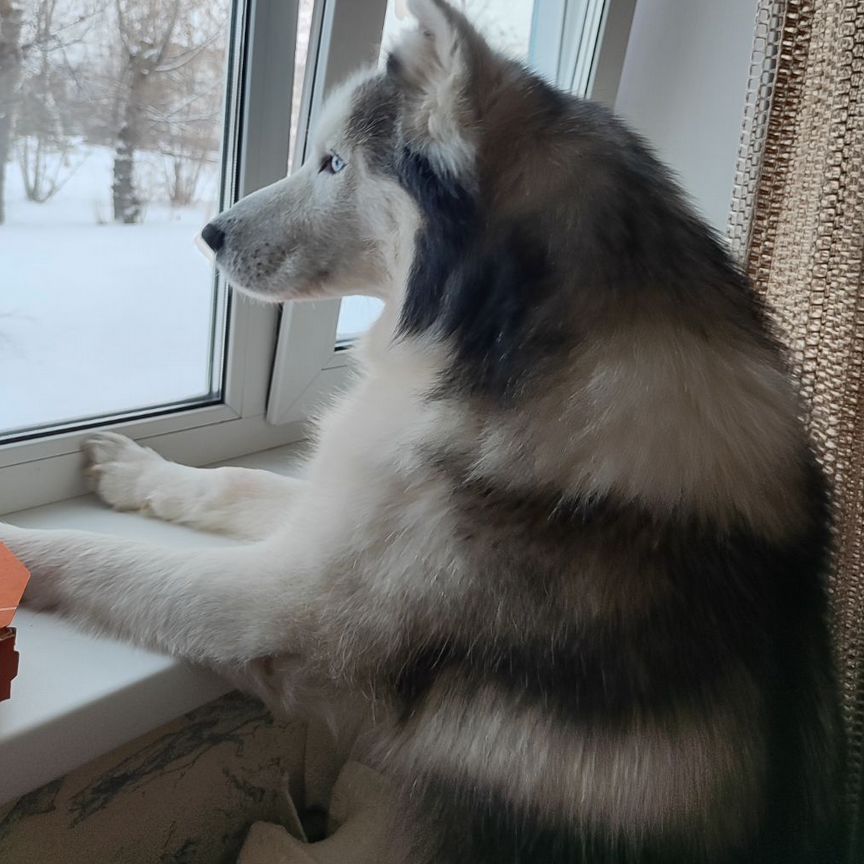 Вязка собак хаски