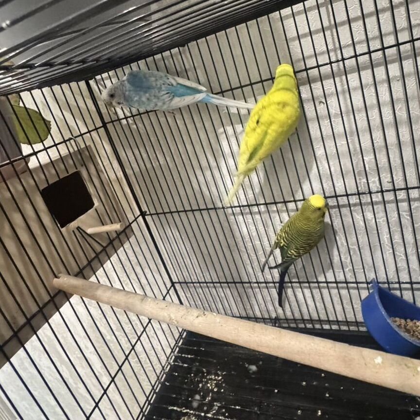 Попугай волнистые 3 с клеткой
