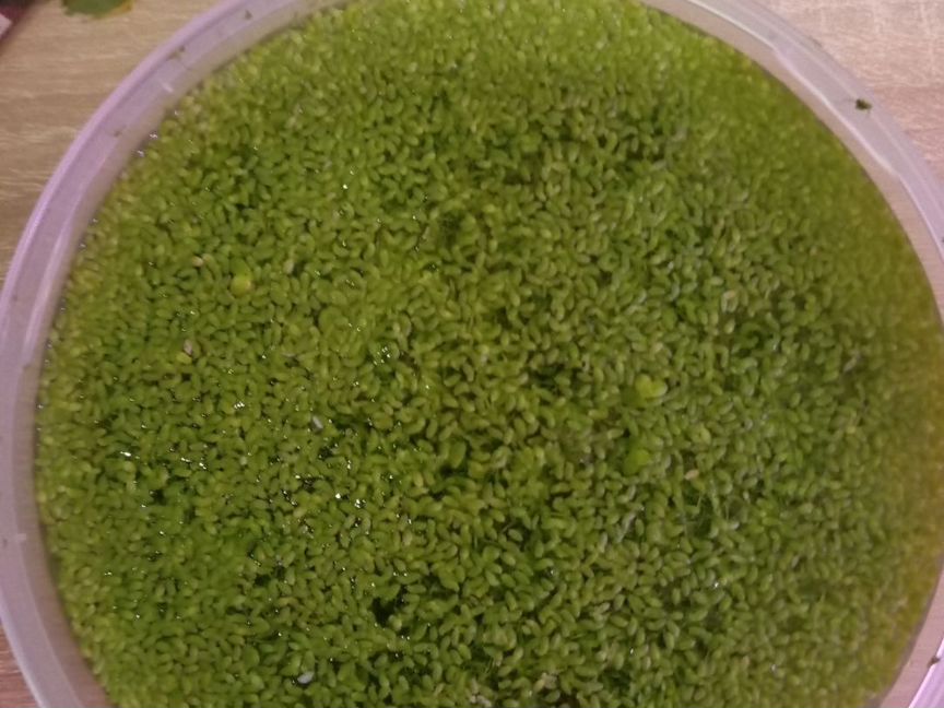 Отдам бесплатно ряска