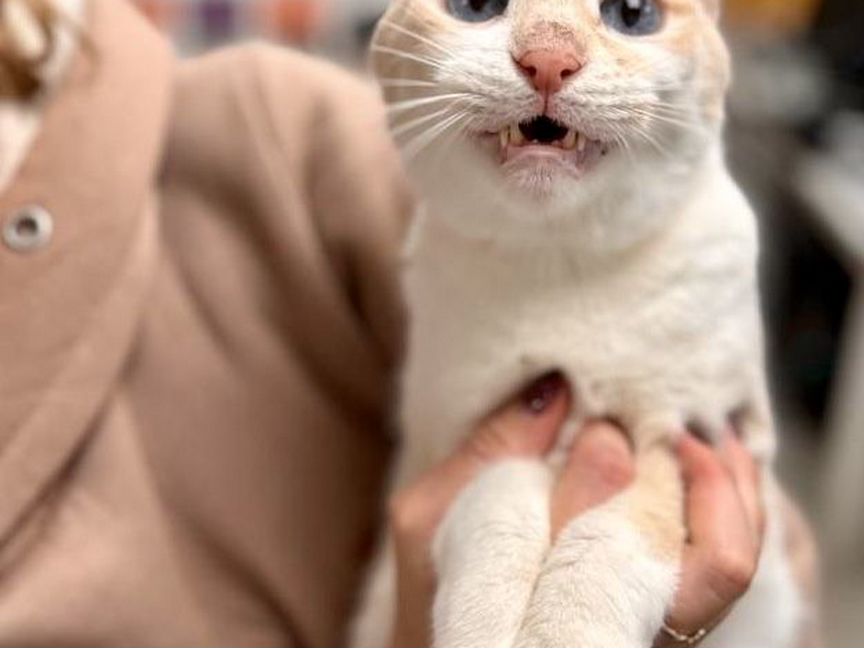 Мамочка, ты где. Голубоглазый ласковый кот-сирота