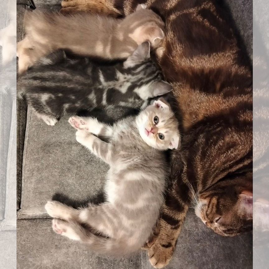 Шотландский вислоухий короткошёрстный котёнок