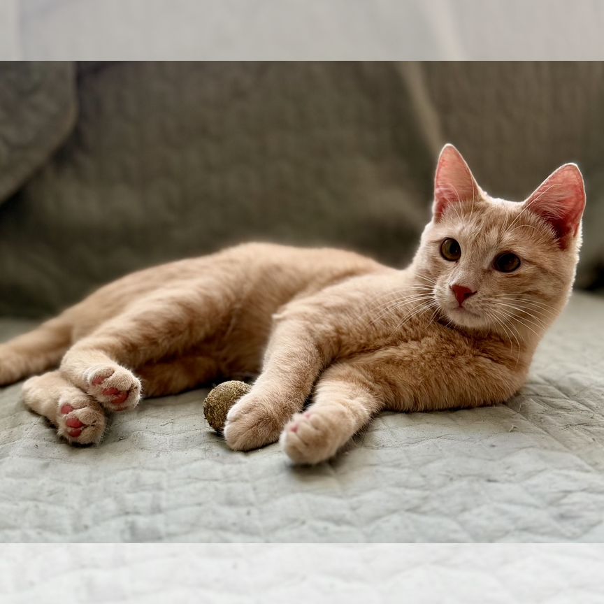 Котёнок из приюта