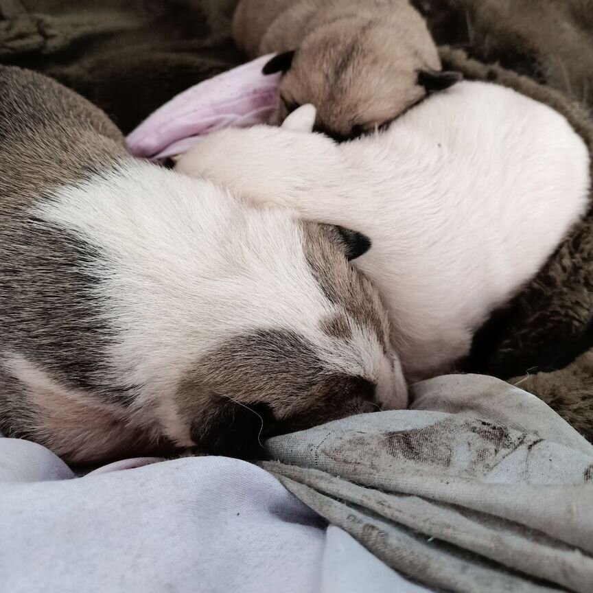 Аляскинский маламут, щенок