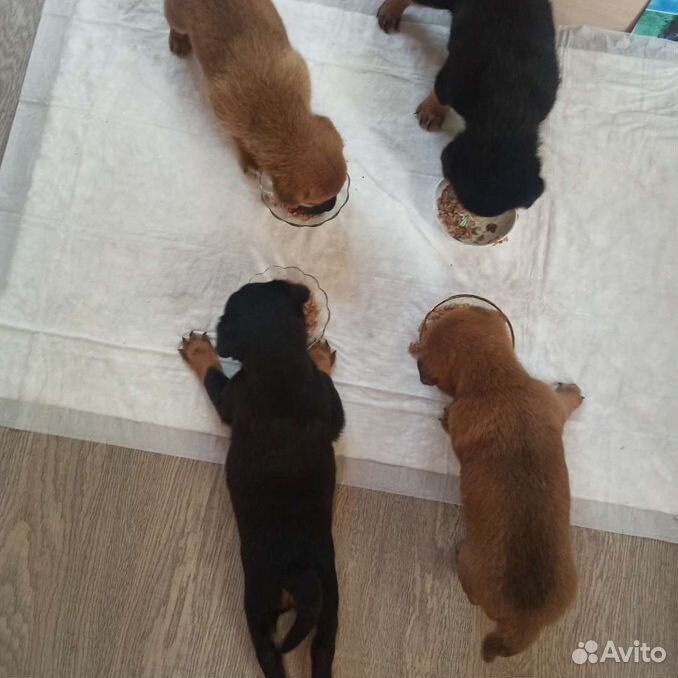 Щенки сиба ину