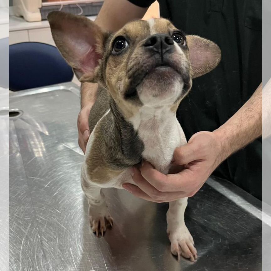 Французский бульдог, щенок