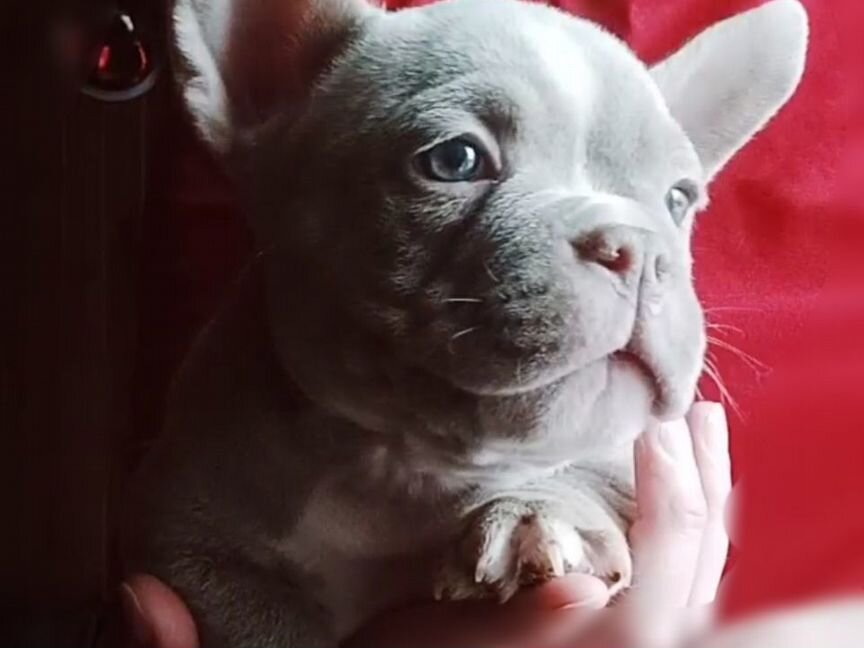 Щенки американского булли микро