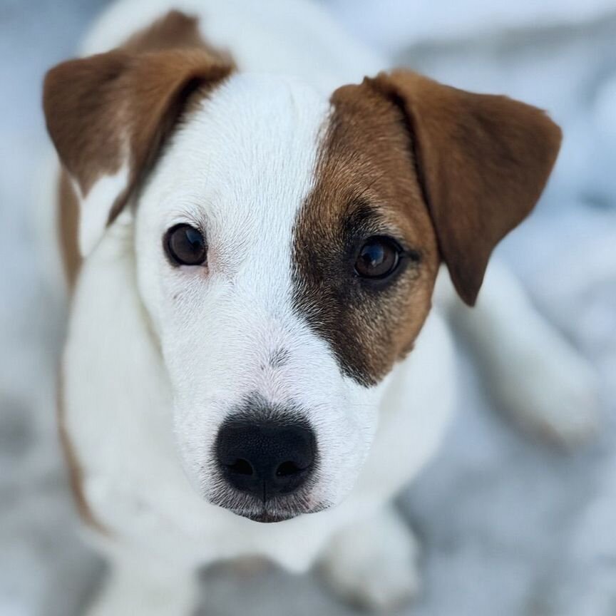 Джек-рассел-терьер, щенок