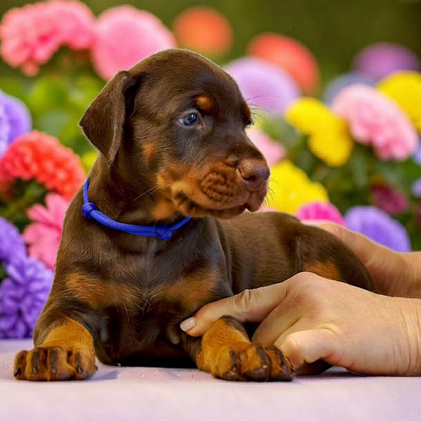 Доберман, щенок