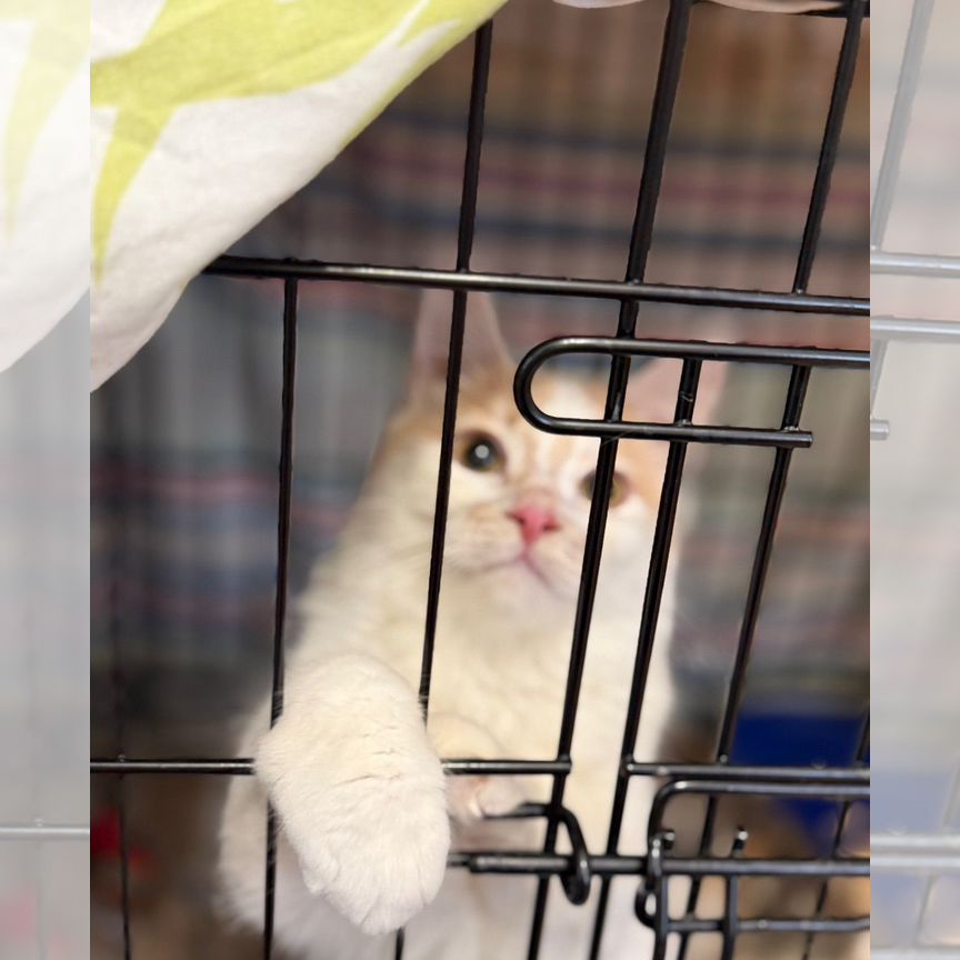 Котёнок в добрые руки