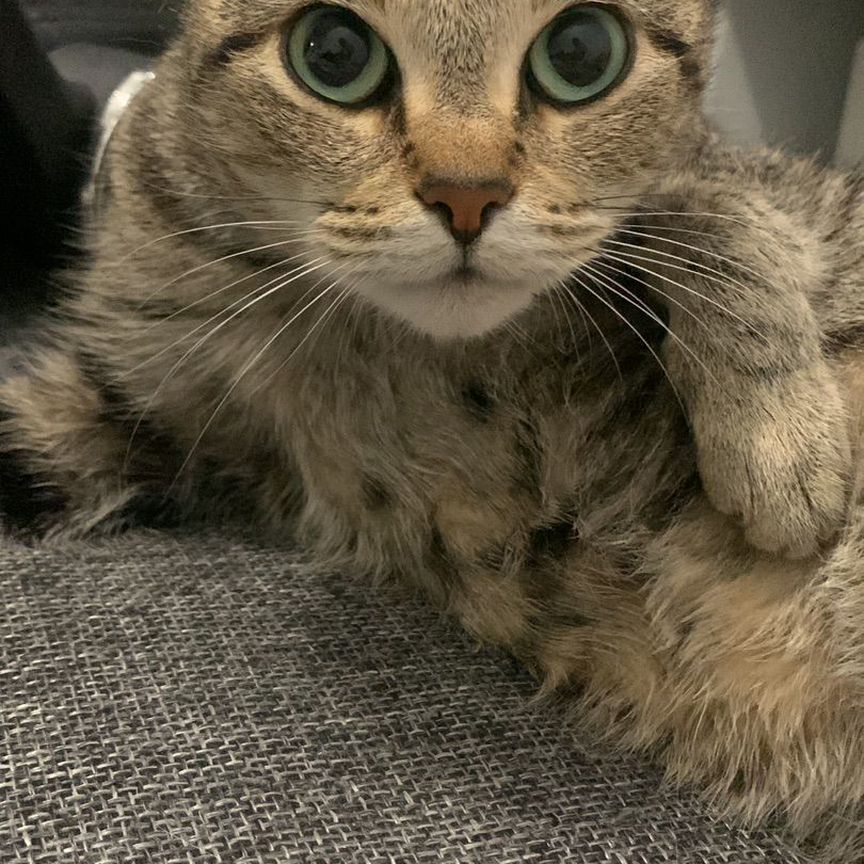 Кошечка Лапа ищет новых хозяев