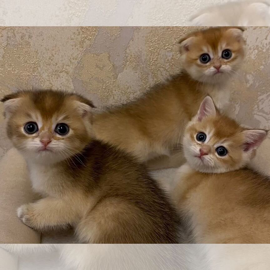 Шотладские вислоухие и прямоухие котята шиншилла