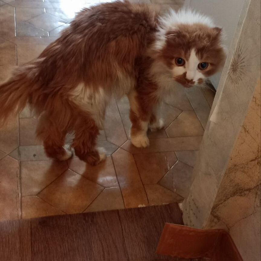 Кот Маркиз в добрые руки
