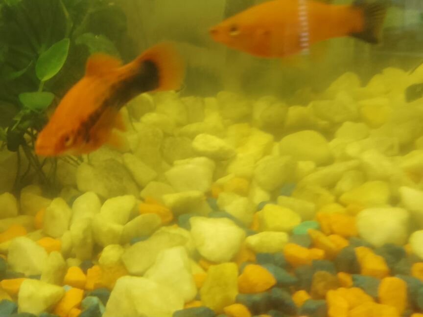 Аквариумные рыбки меченосцы